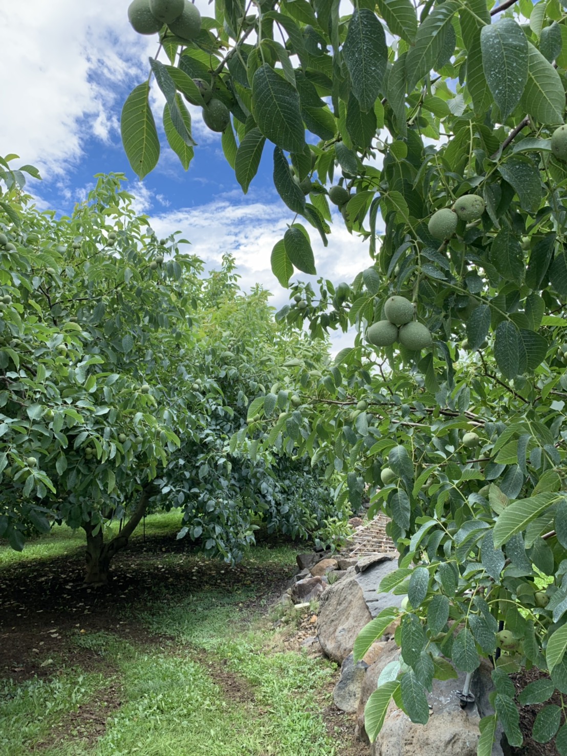 株式会社アルファーム – 一般社団法人 信州とうみ観光協会